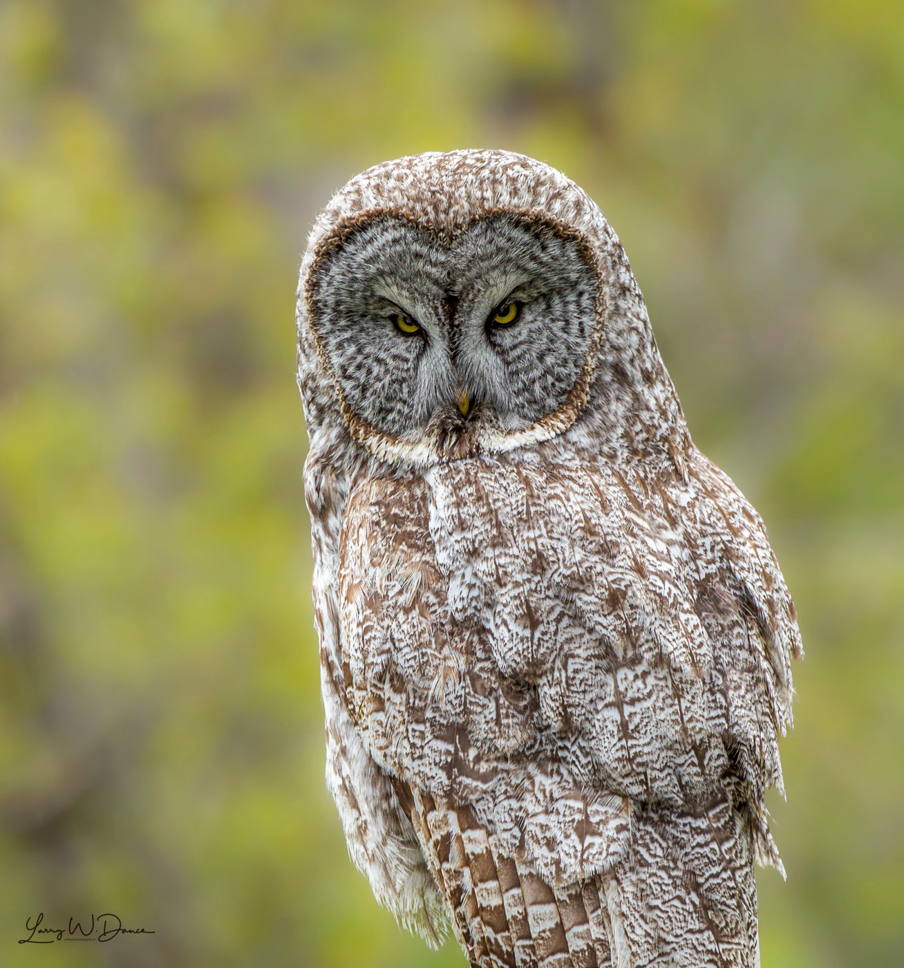 Great Grey Owl – Muskoka Arts & Crafts